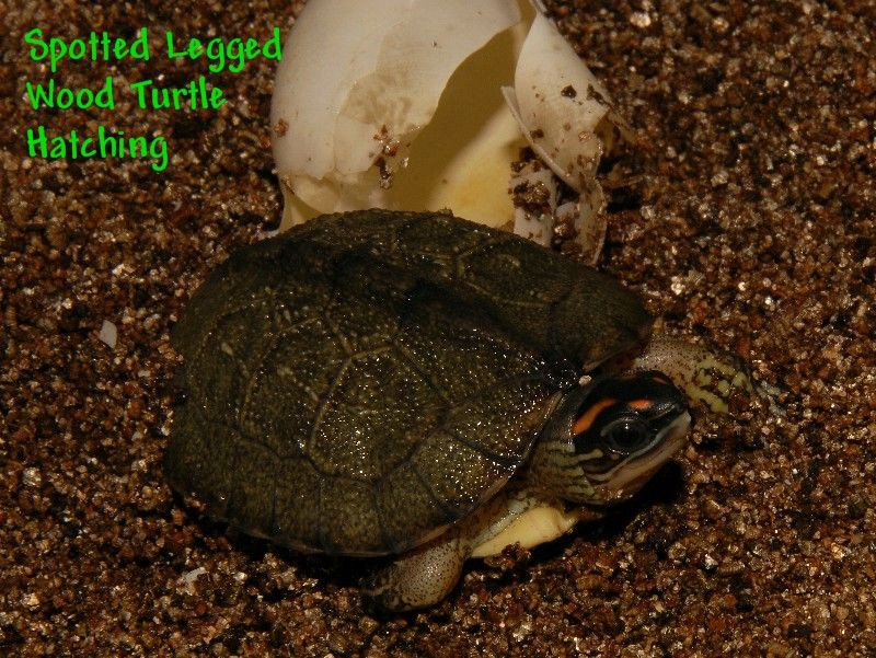 Spotted Turtles for sale | The Turtle Source
