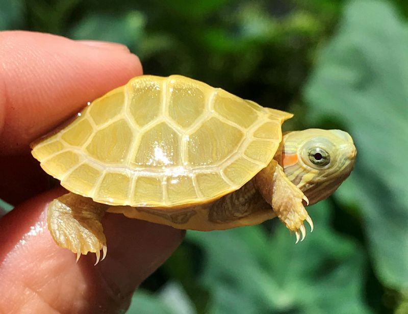 Buy Turtles and Tortoises | Baby Turtles | The Turtle Source