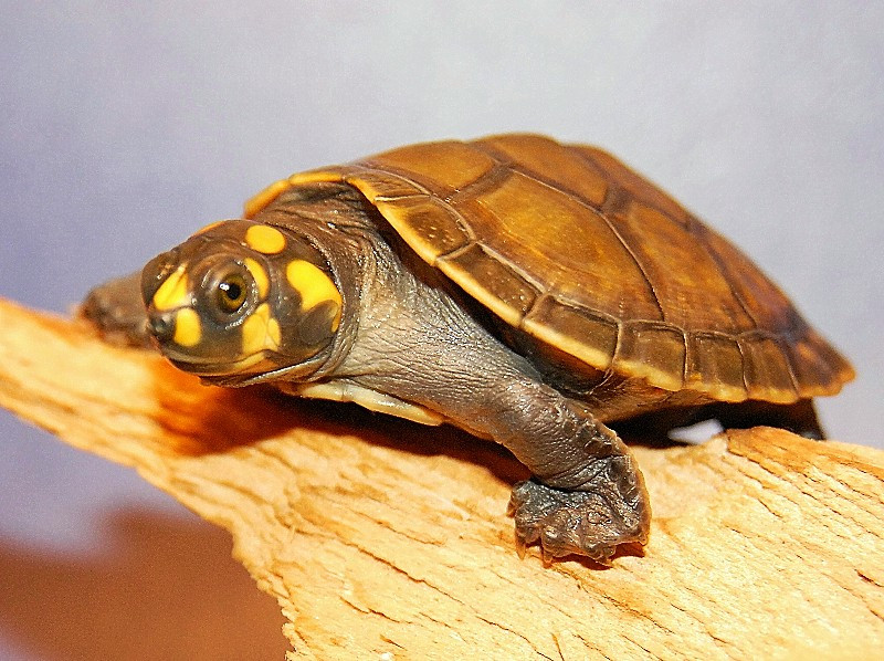 Amazon Yellow Spotted River Turtles for sale | The Turtle Source