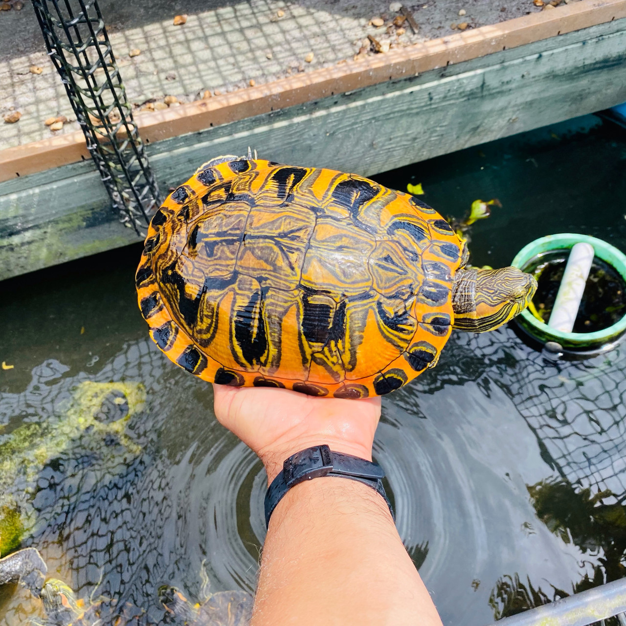 Brazilian Sliders | Brazilian Sliders For Sale | The Turtle Source
