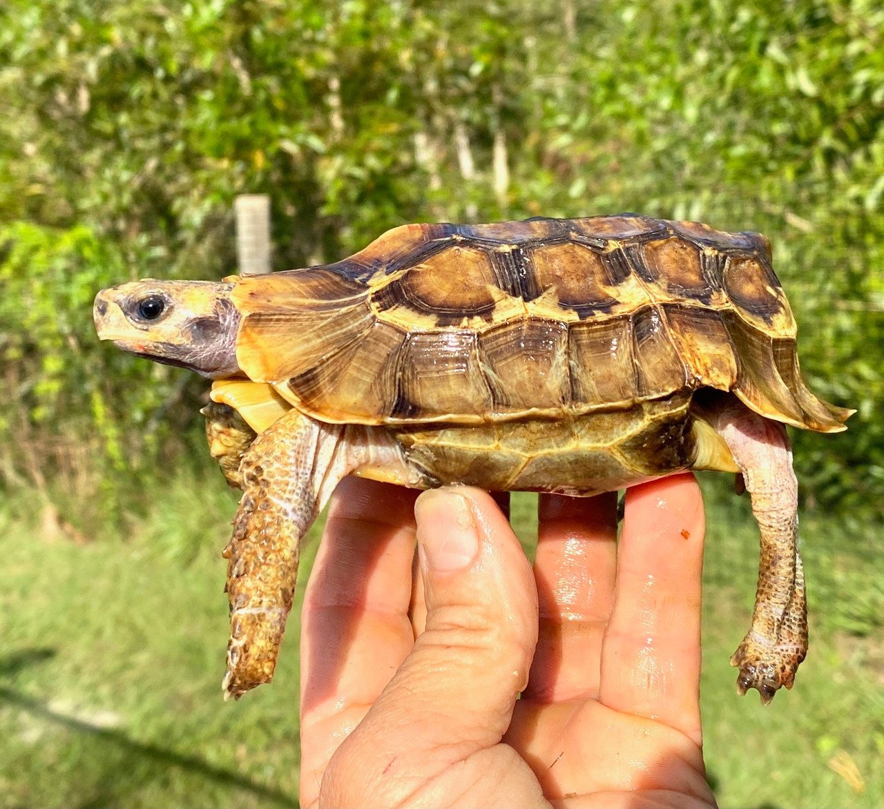 Home's Hinge Backed Tortoises | Home's Hinge Backed Tortoises For Sale ...