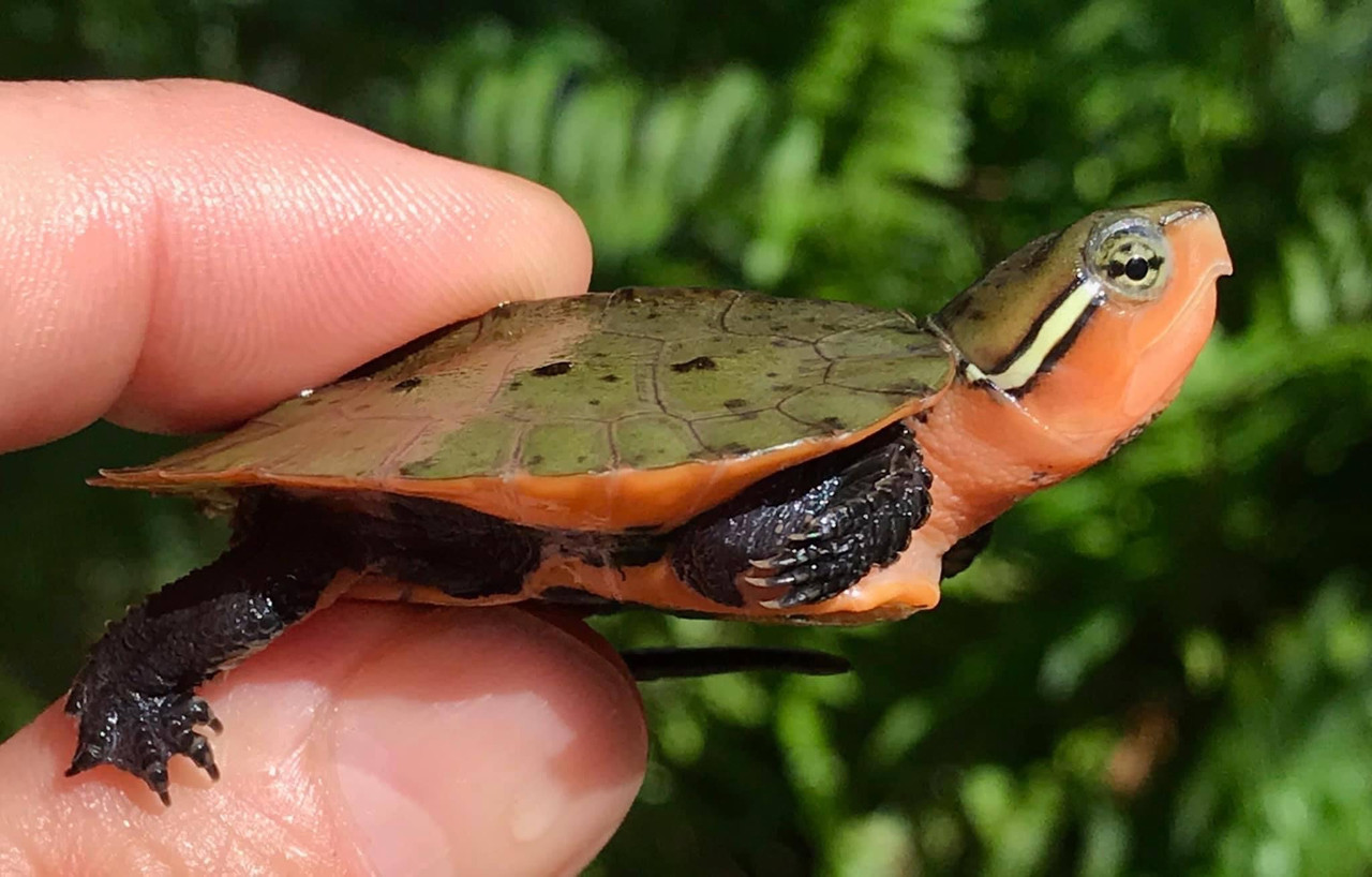 Buy Turtles and Tortoises | Baby Turtles | The Turtle Source