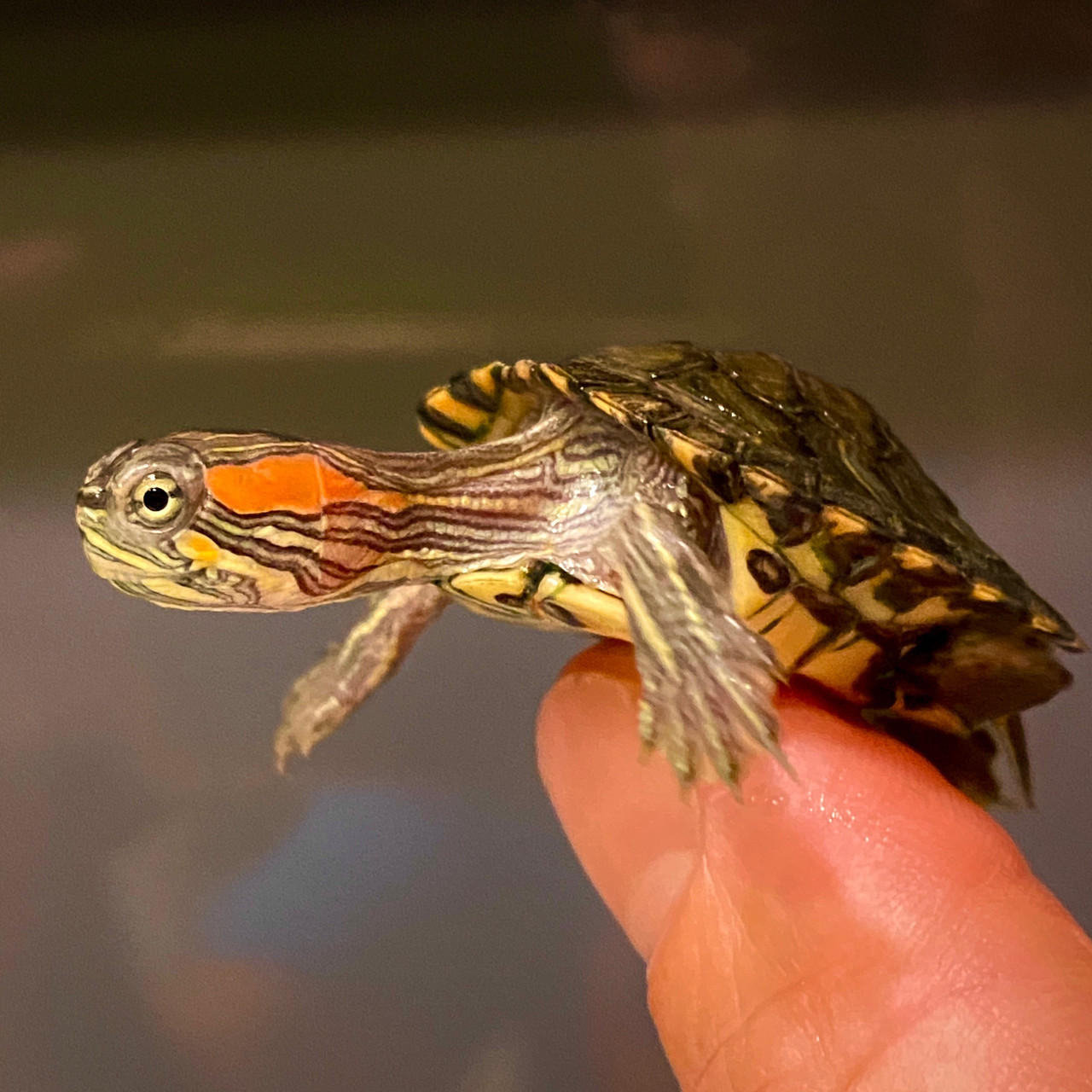 Red Eared Sliders for sale | The Turtle Source