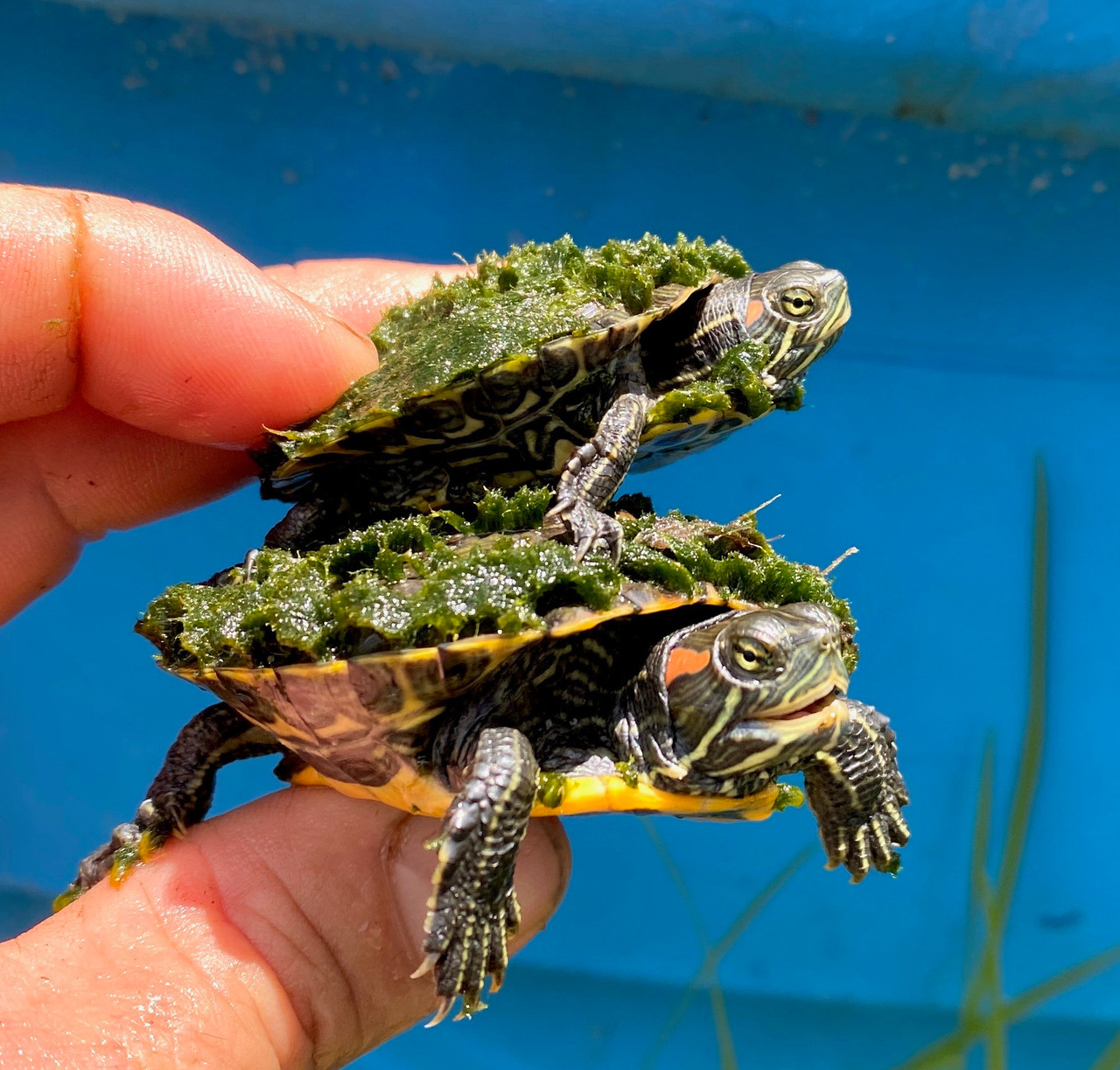Red Eared Sliders for sale | The Turtle Source