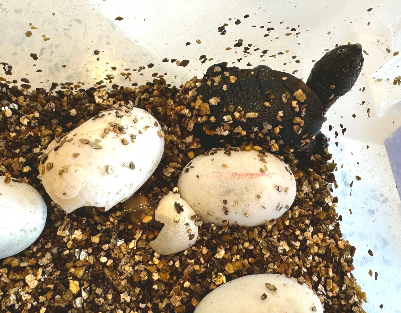 The Gibba Side Necked Turtle: Mesoclemmys gibba for sale At The Turtle ...