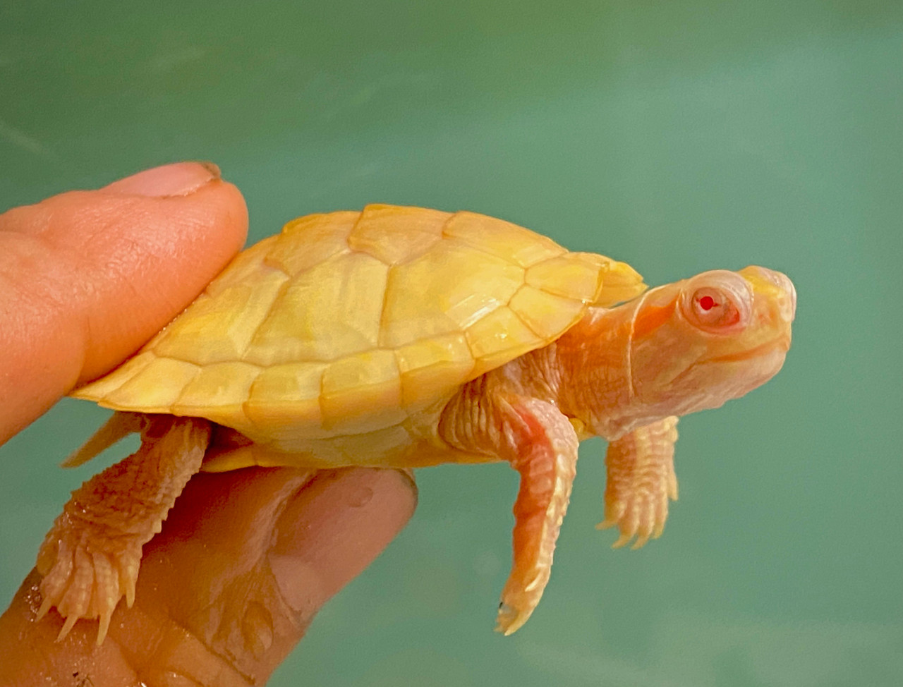 Albino Red Eared Sliders for sale | The Turtle Source