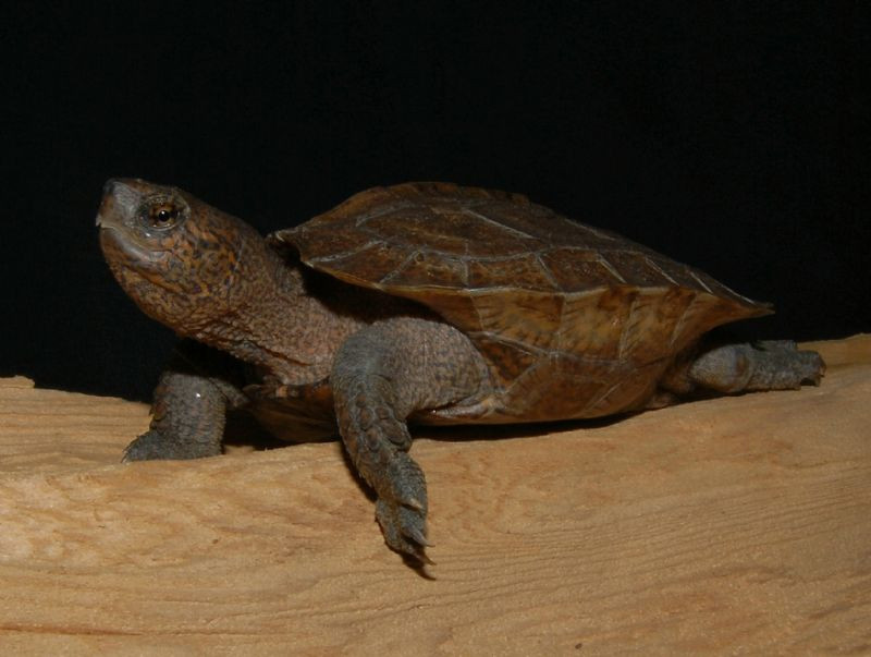 Asian Giant Leaf Pond Turtles for sale | The Turtle Source
