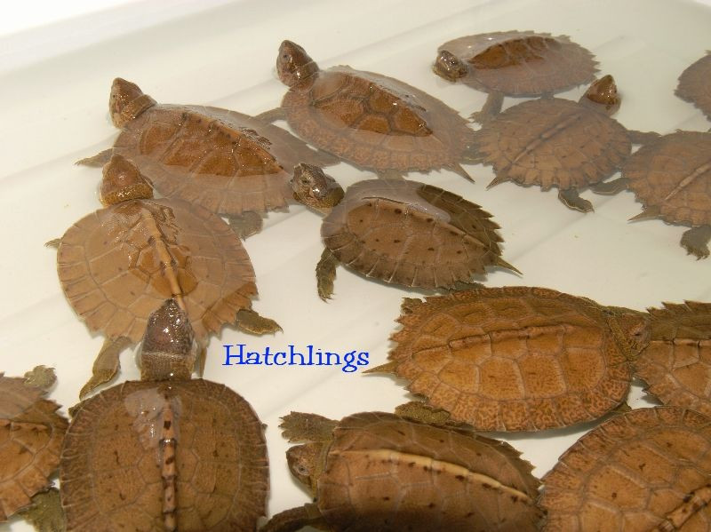 Asian Giant Leaf Pond Turtles for sale | The Turtle Source