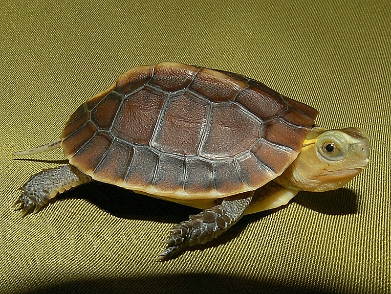 Chinese Golden Box Turtles for sale | The Turtle Source