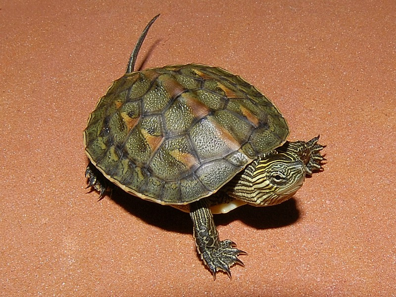 Chinese Golden Thread Turtles for sale | The Turtle Source