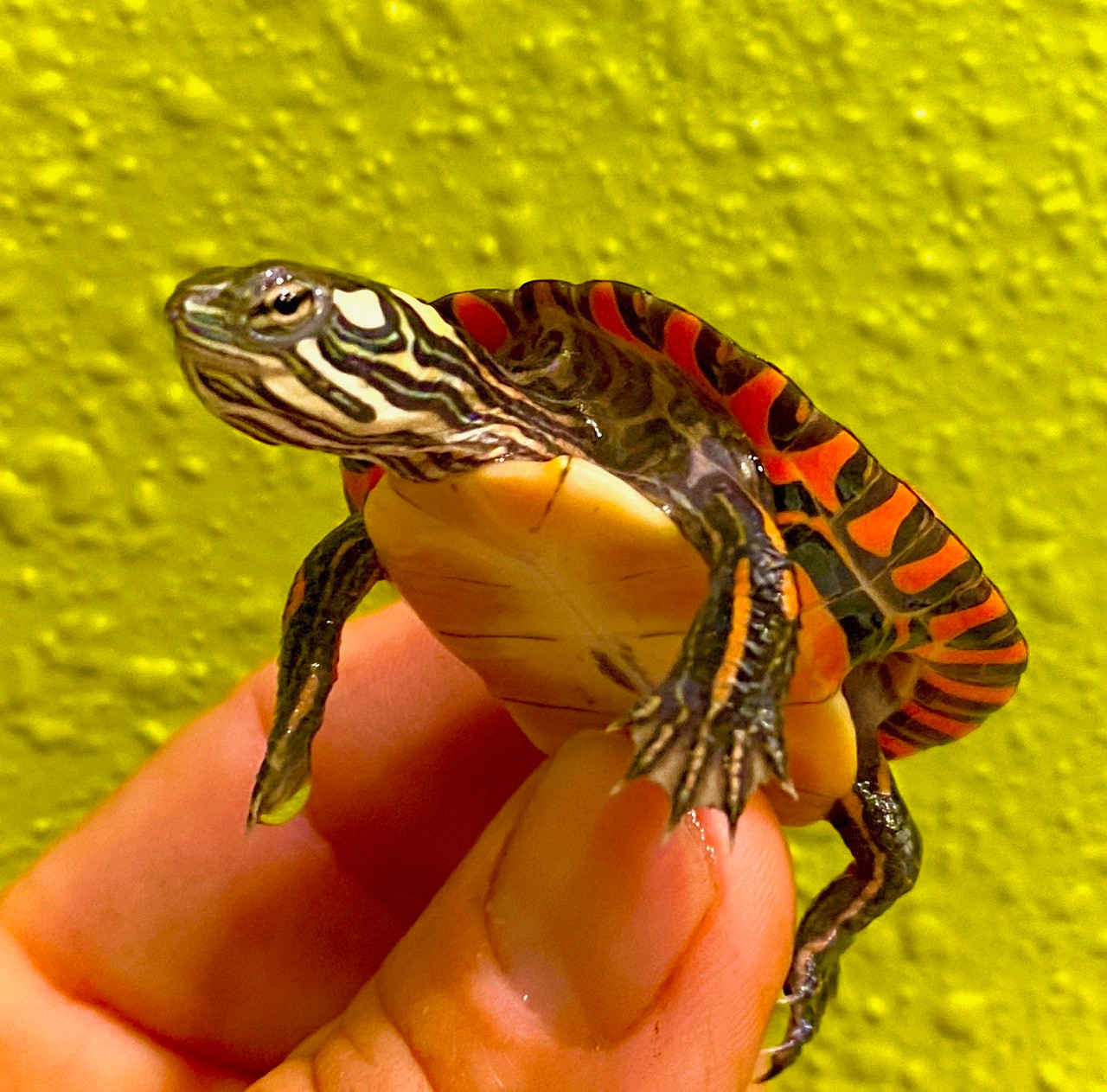 Eastern Painted Turtles for sale | The Turtle Source
