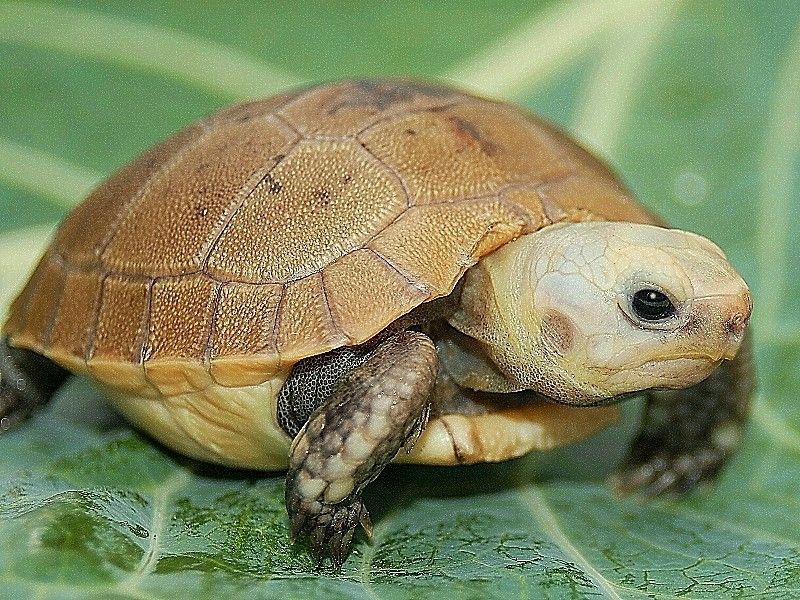 Elongated Tortoises for sale | The Turtle Source