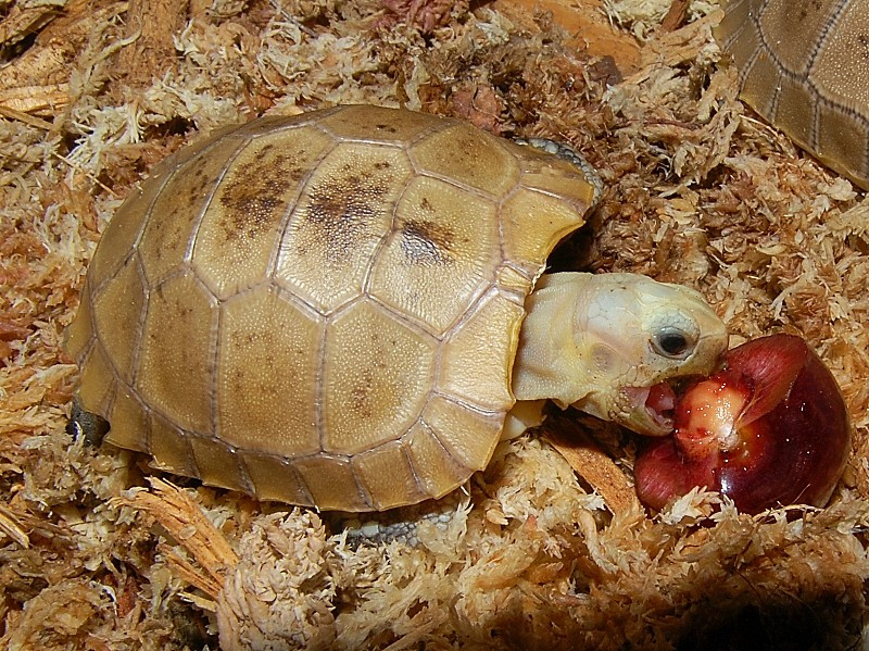 Elongated Tortoises for sale | The Turtle Source