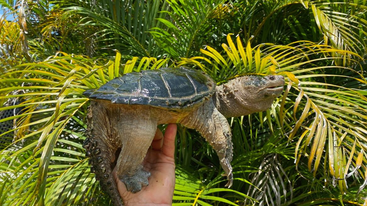 Florida Snapping Turtles for sale | The Turtle Source