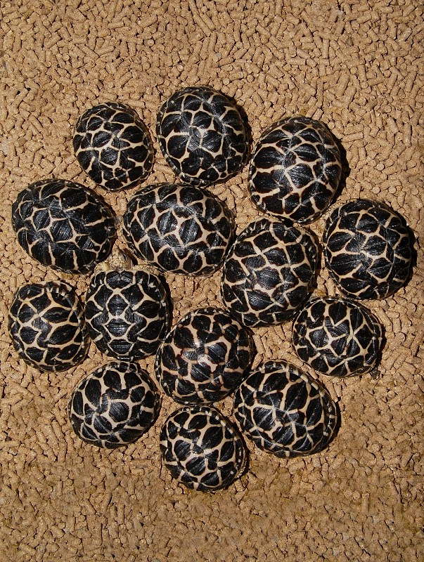 Indian Star Tortoises | Indian Star Tortoises For Sale | The Turtle Source