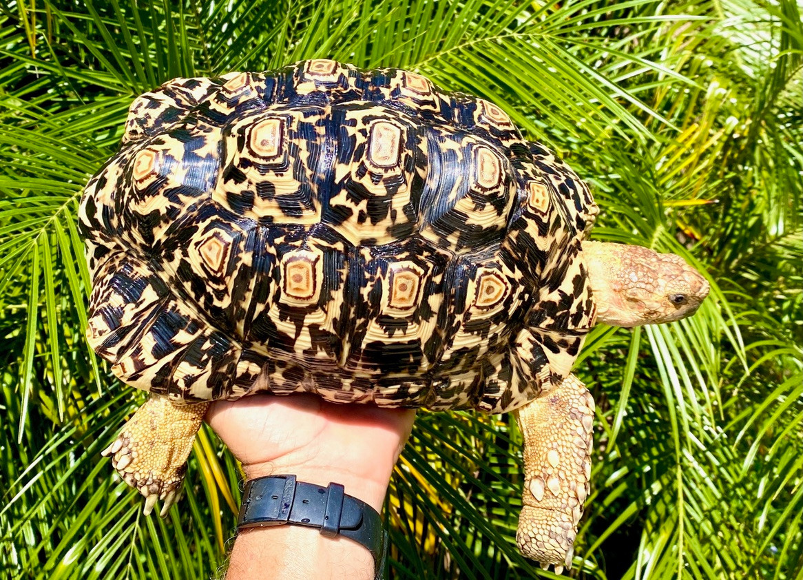 Leopard Tortoises for sale | The Turtle Source