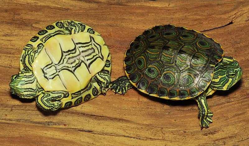 Mexican Ornate Sliders for sale | The Turtle Source