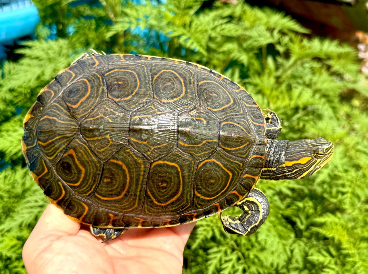 Mexican Ornate Sliders for sale | The Turtle Source