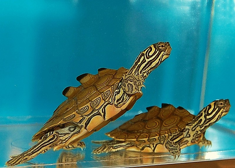 Northern Black Knobbed Sawback Map Turtles for sale | The Turtle Source