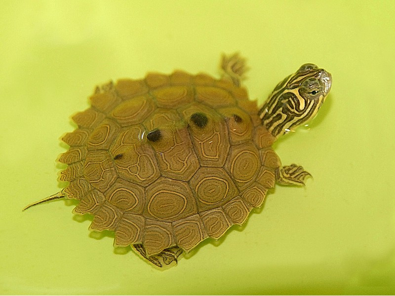 Northern Black Knobbed Map Turtles for sale | The Turtle Source