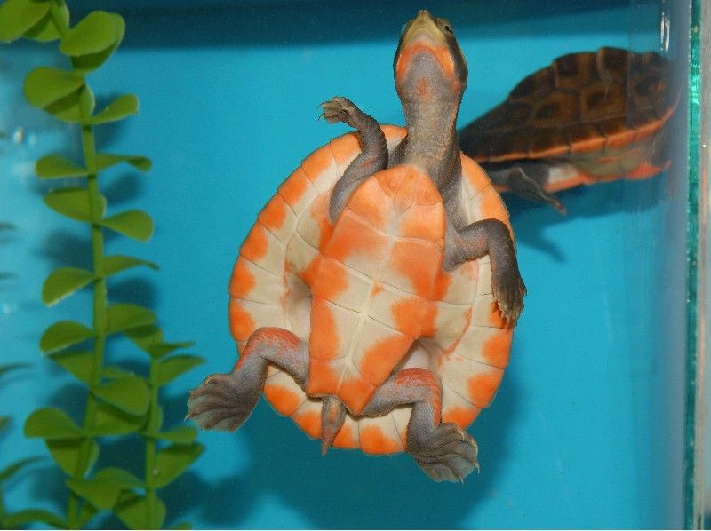 Pink Belly Side Necked Turtles for sale | The Turtle Source