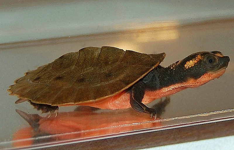 Pink Belly Snappers for sale | The Turtle Source