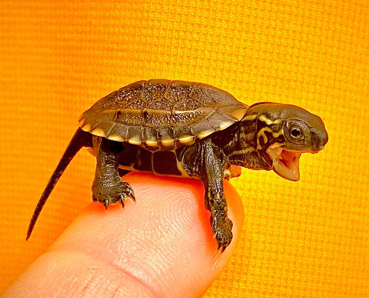 Cutest Turtle Ever