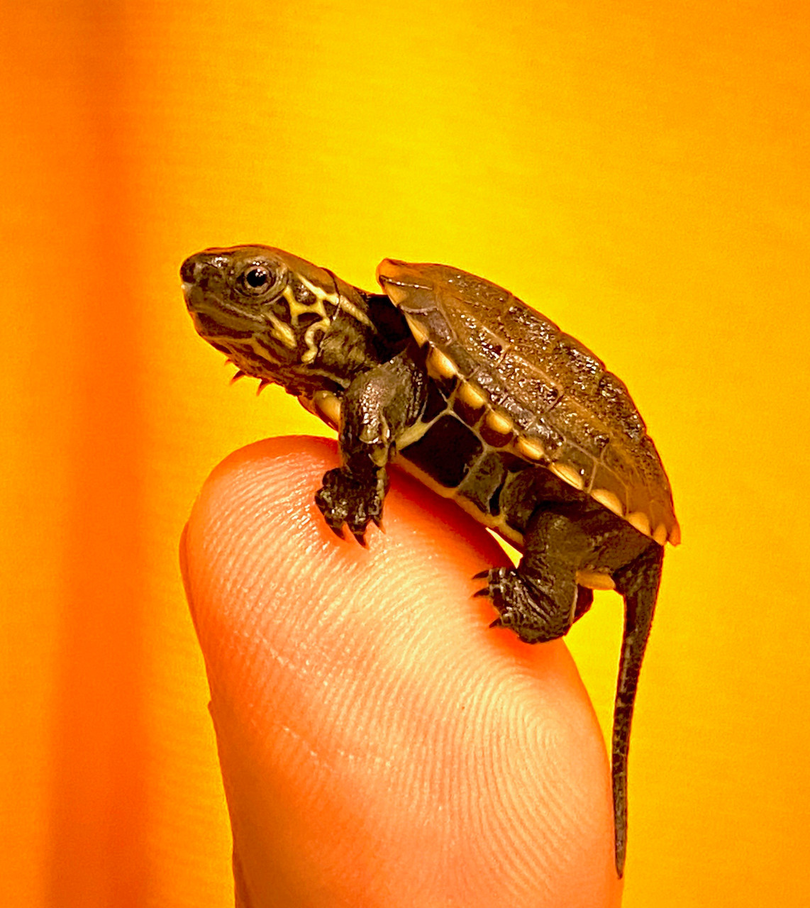 Reeves Turtles for sale | The Turtle Source