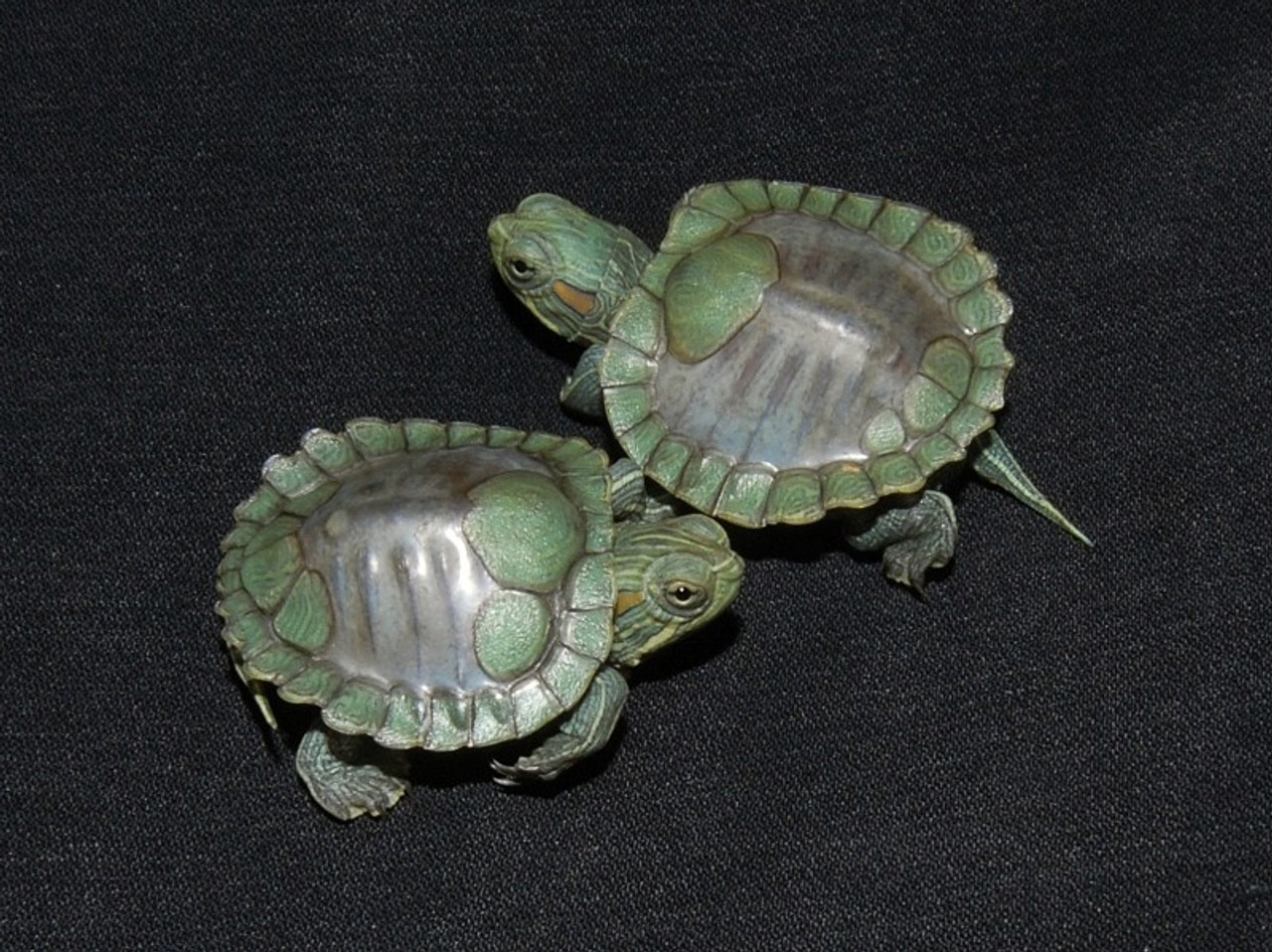 Shell Less Red Eared Sliders | Shell Less Red Eared Sliders For Sale ...