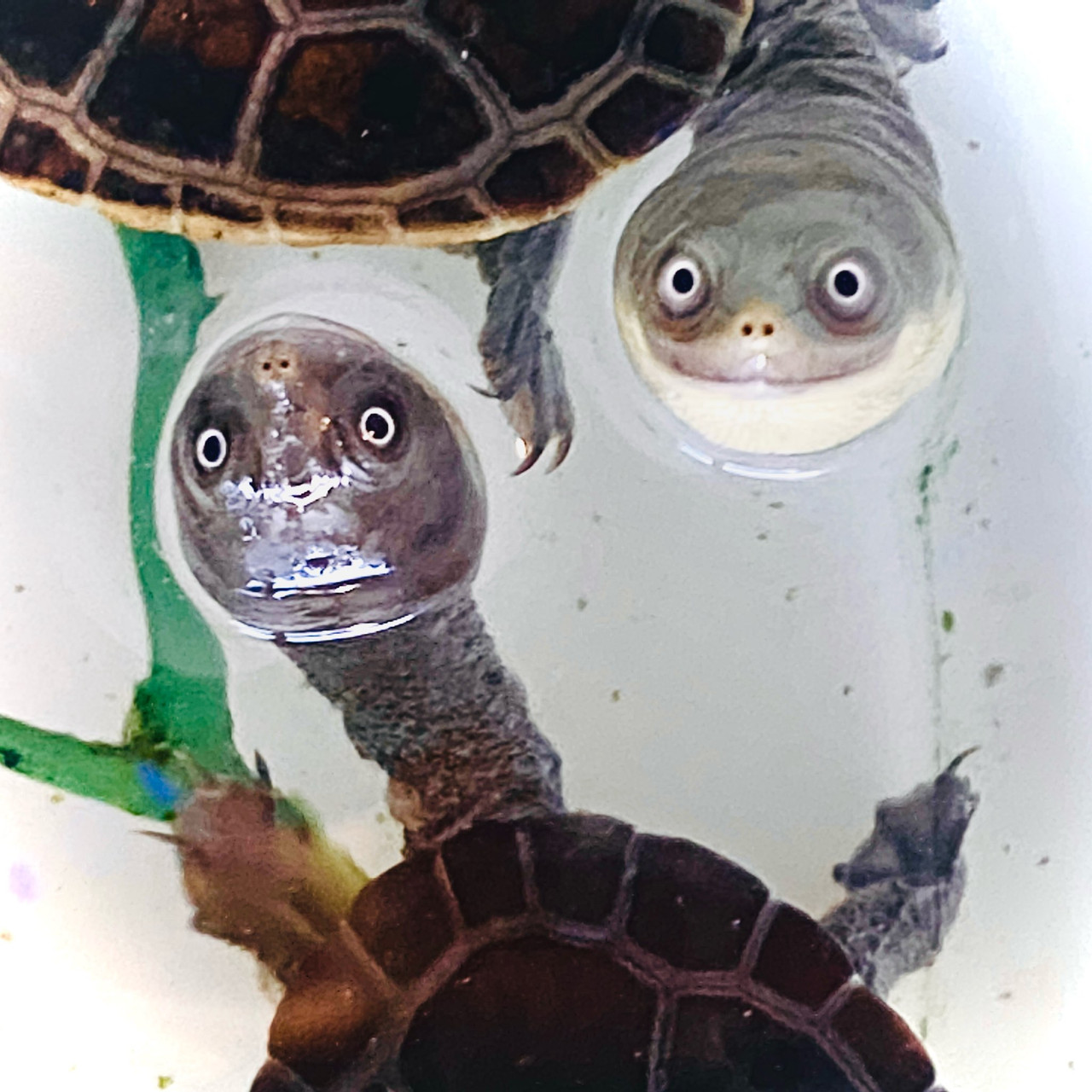 Siebenrock's Snake Necked Turtles for sale | The Turtle Source