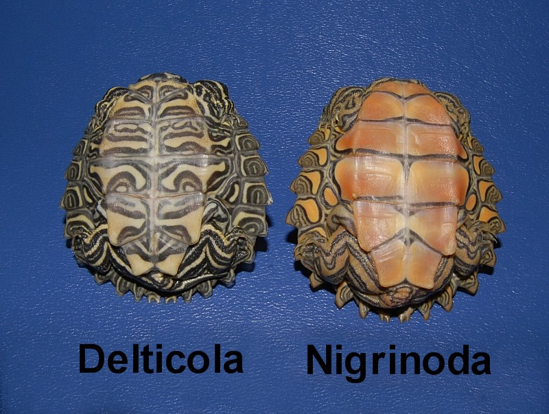 Southern Black Knobbed Sawback Map Turtle/ The Turtle Source