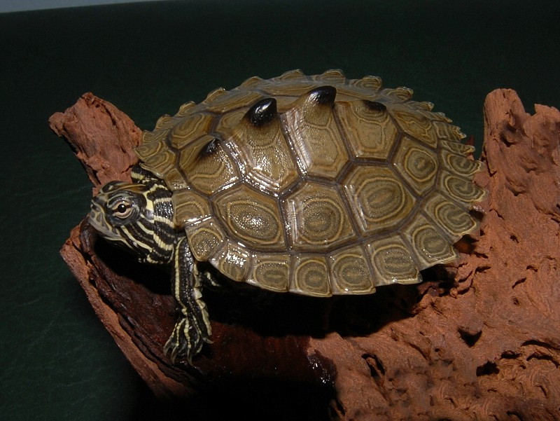 Southern Black Knobbed Sawback Map Turtle/ The Turtle Source
