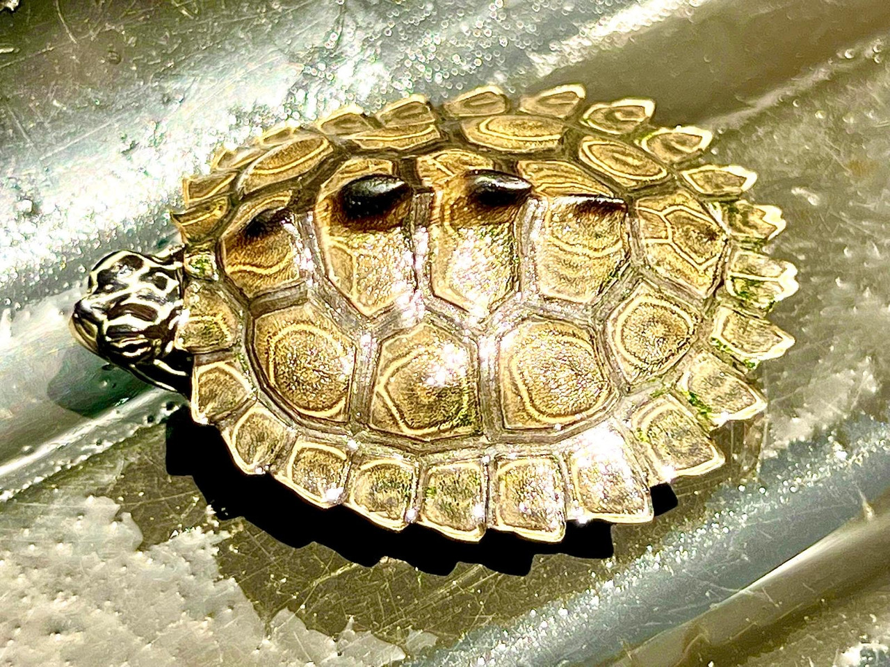 Southern Black Knobbed Sawback Map Turtle/ The Turtle Source