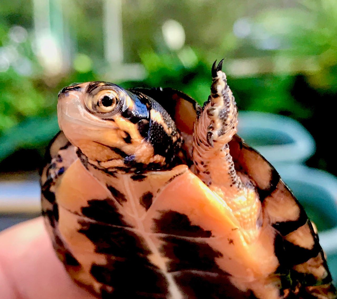 Spotted Turtles for sale | The Turtle Source