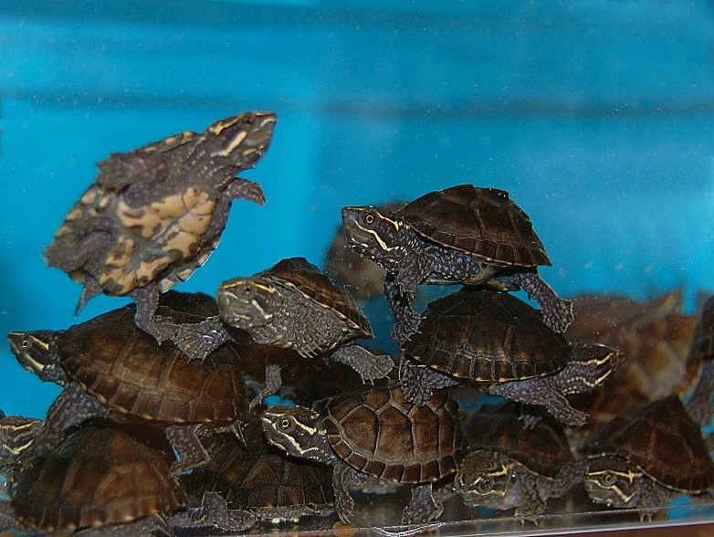 Stinkpot Musk Turtles for sale | The Turtle Source
