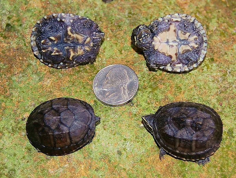 Stinkpot Musk Turtles for sale | The Turtle Source