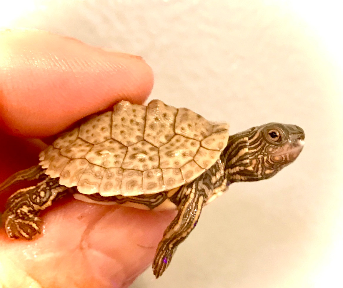 Texas Map Turtles for sale | The Turtle Source