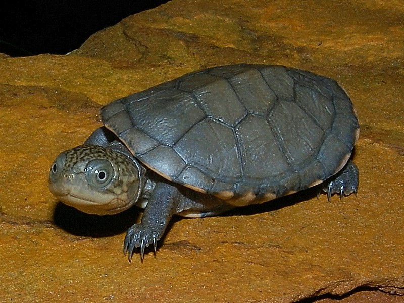 West African Side Necked Turtles for sale | The Turtle Source