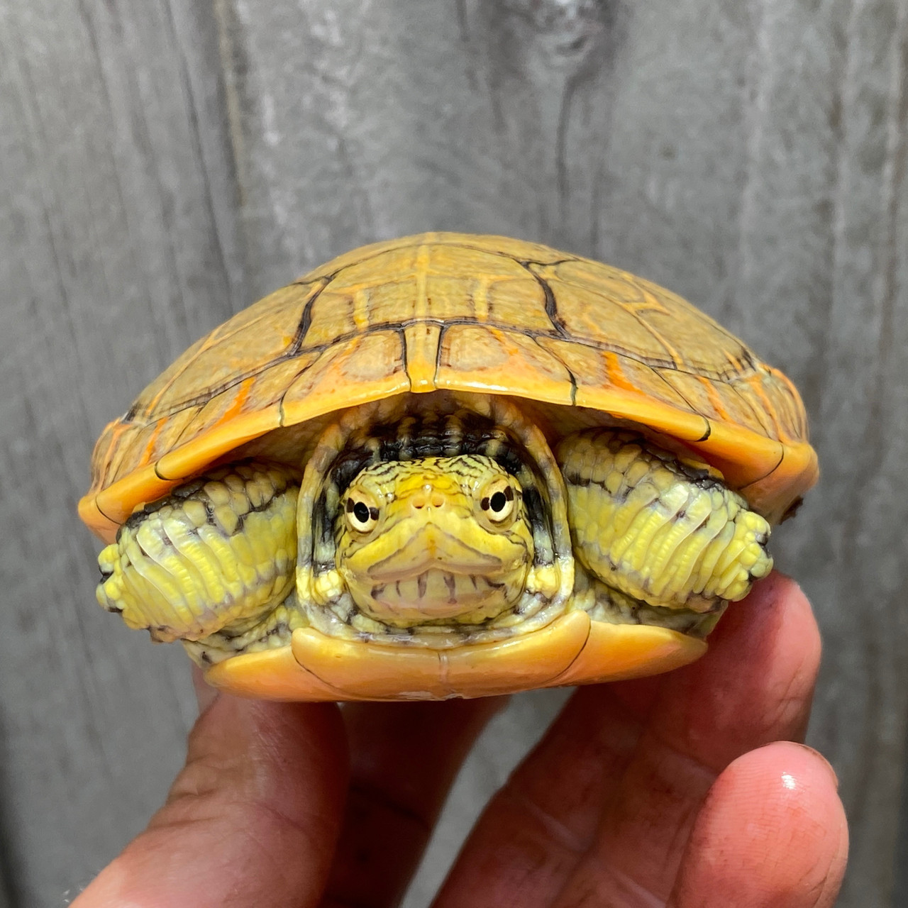 High Colored Florida Chicken Turtles | High Colored Florida Chicken ...