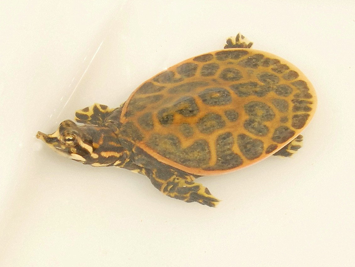 High Orange Florida Softshelled Turtles | High Orange Florida ...