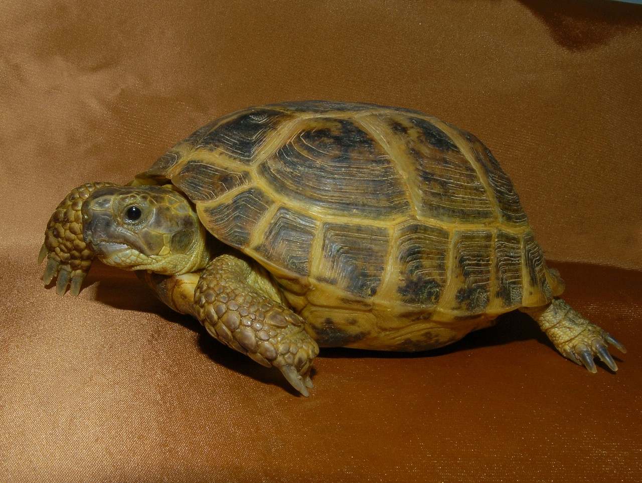 Baby Russian Tortoise