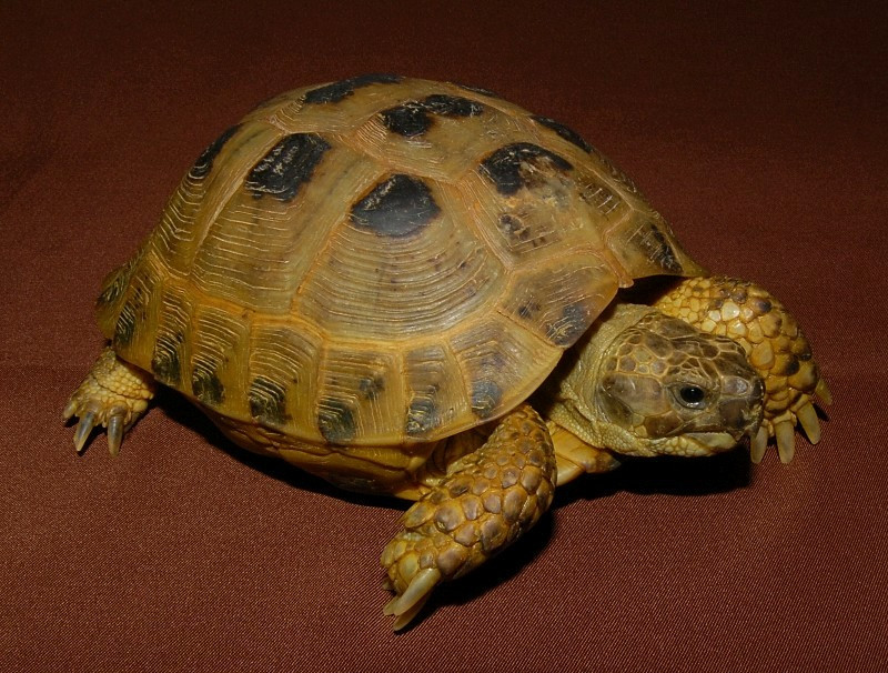 Russian Tortoises for sale | The Turtle Source