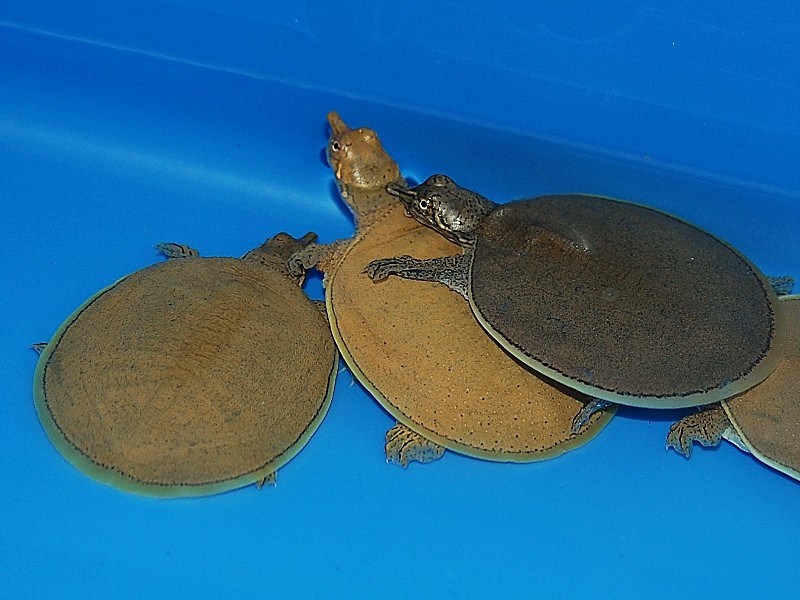 Smooth Soft Shells | The Turtle Source