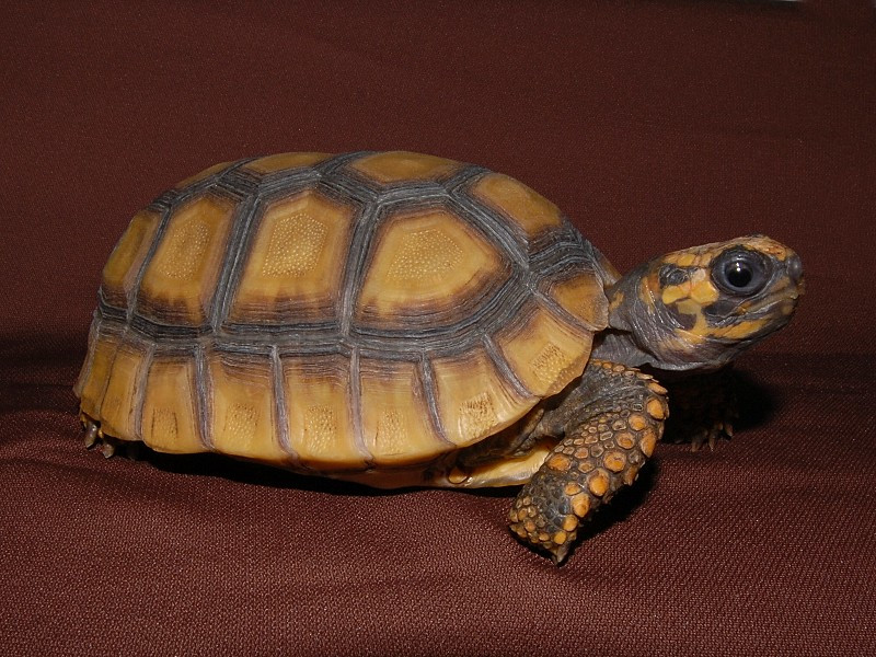 Yellow Footed Tortoises | Yellow Footed Tortoises For Sale | The Turtle ...