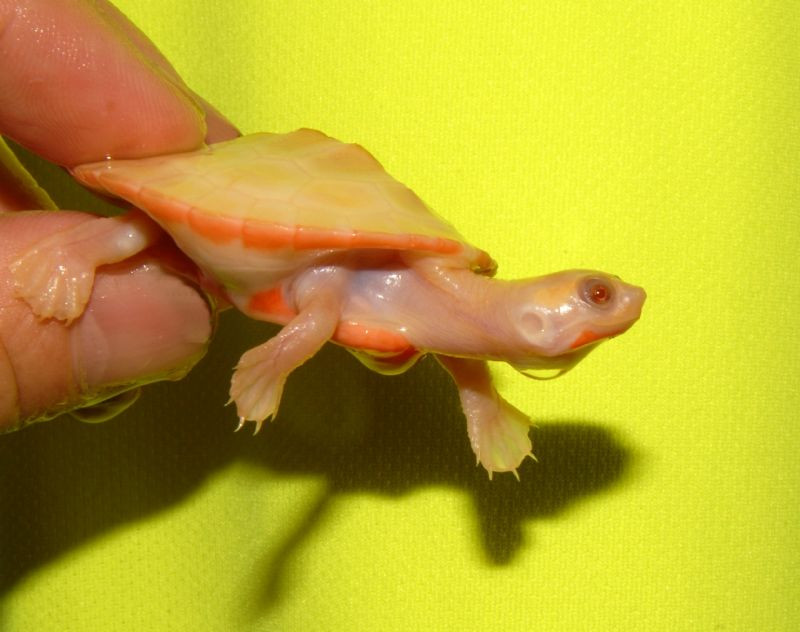 Albino Pink Belly Side Necked Turtles for sale | The Turtle Source