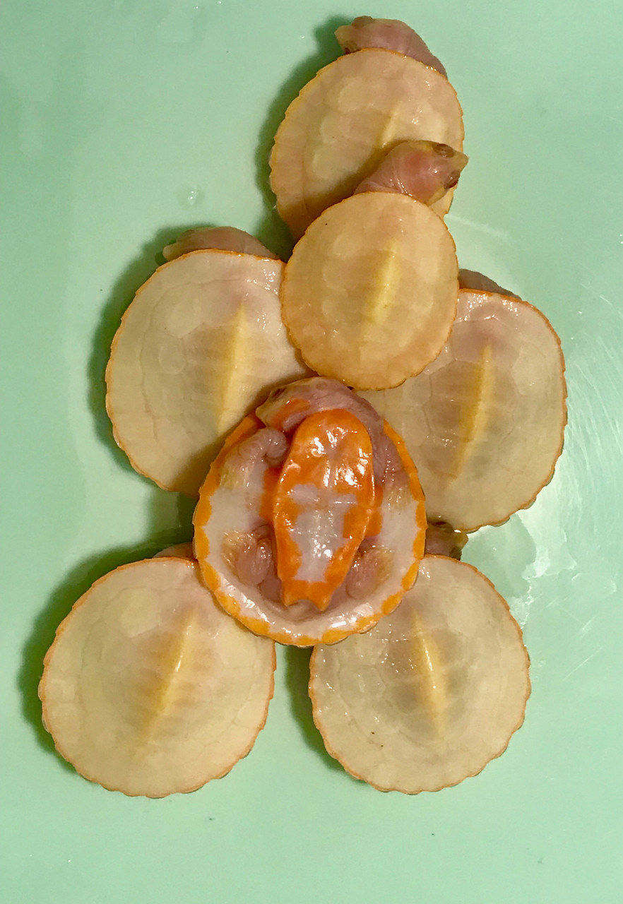 Albino Pink Belly Side Necked Turtles for sale | The Turtle Source