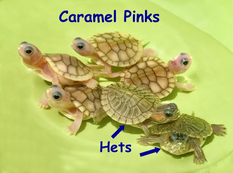 Caramel Pink Slider For Sale | The Turtle Source