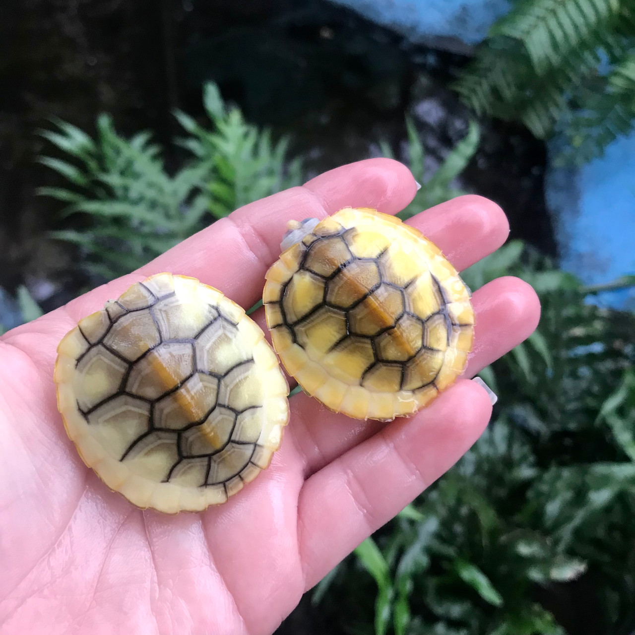 Caramel Pink Slider For Sale | The Turtle Source