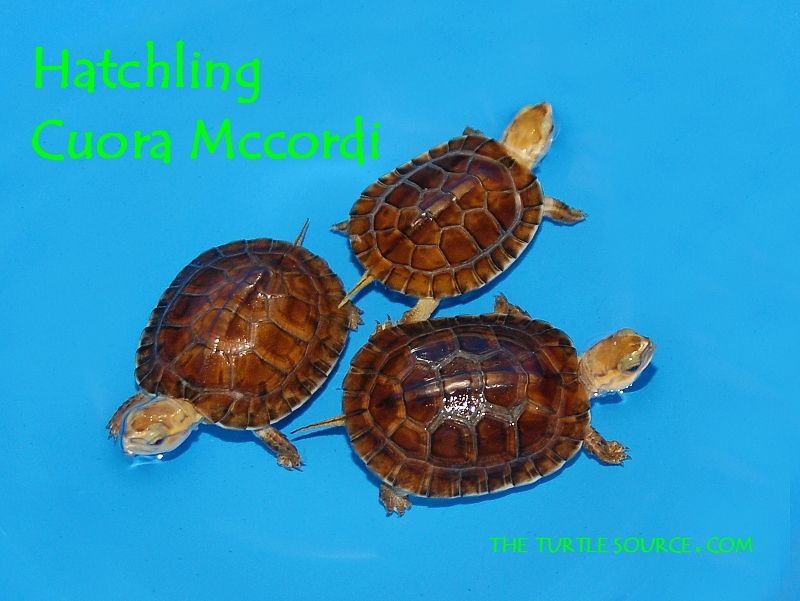 McCord's Box Turtles for sale | The Turtle Source