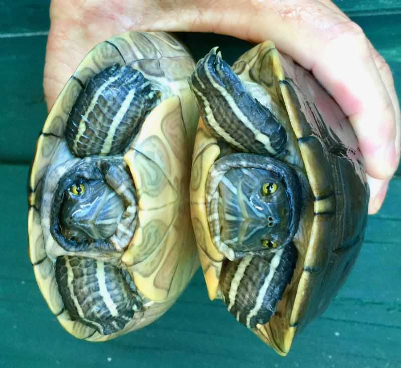 Puerto Rican Sliders for sale | The Turtle Source